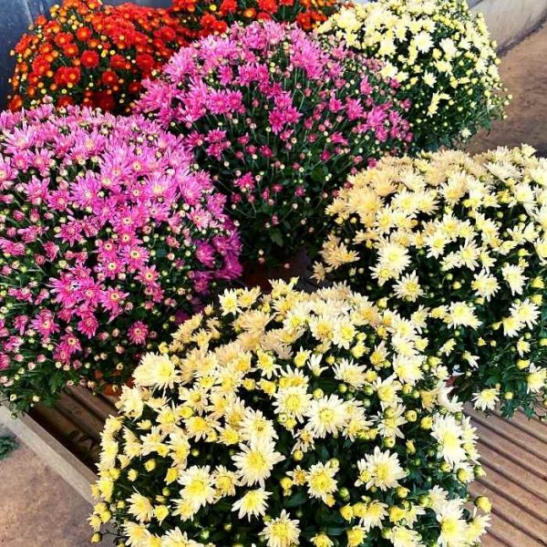 Crisantemo, il significato del fiore dei morti e la curiosa leggenda